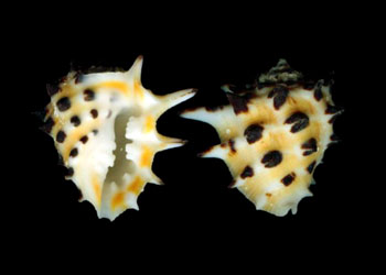 骨螺总科 Muricacea 蓝色动物学（中国动物学科普）